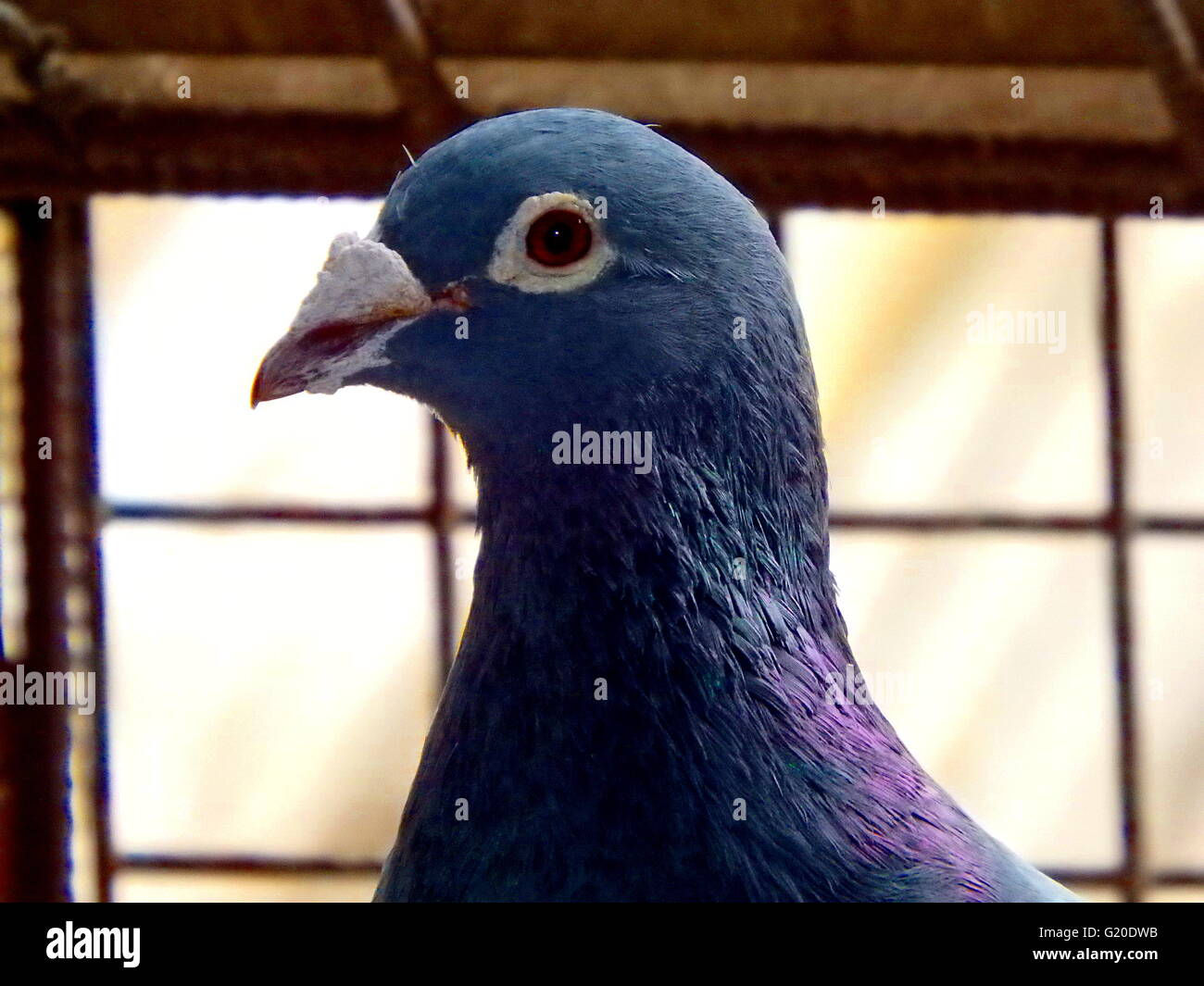 Sitting pigeon in the loft,carrier pigeon, homing pigeon Stock Photo ...