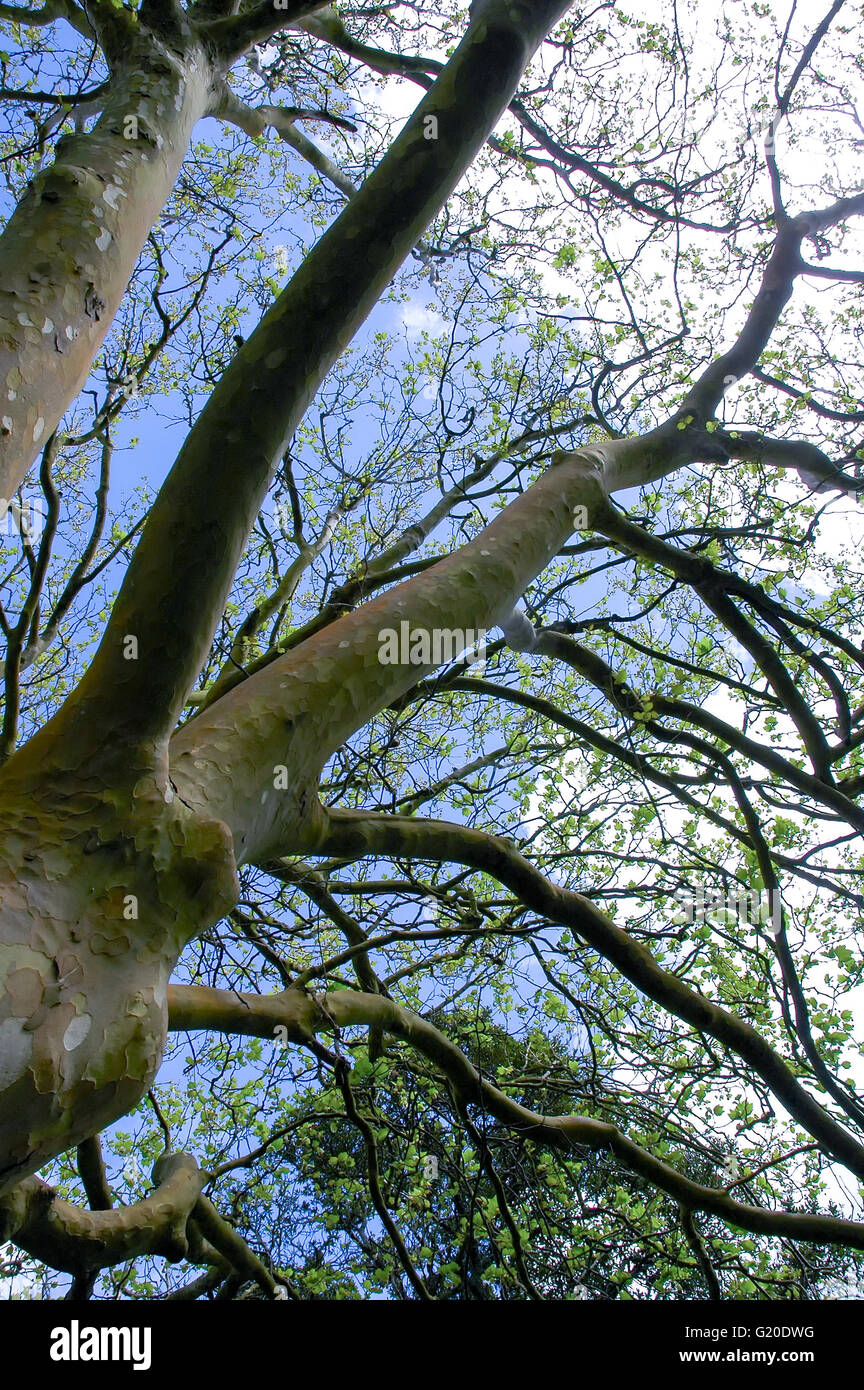 Looking up at the sky through the branches of a tree Stock Photo - Alamy