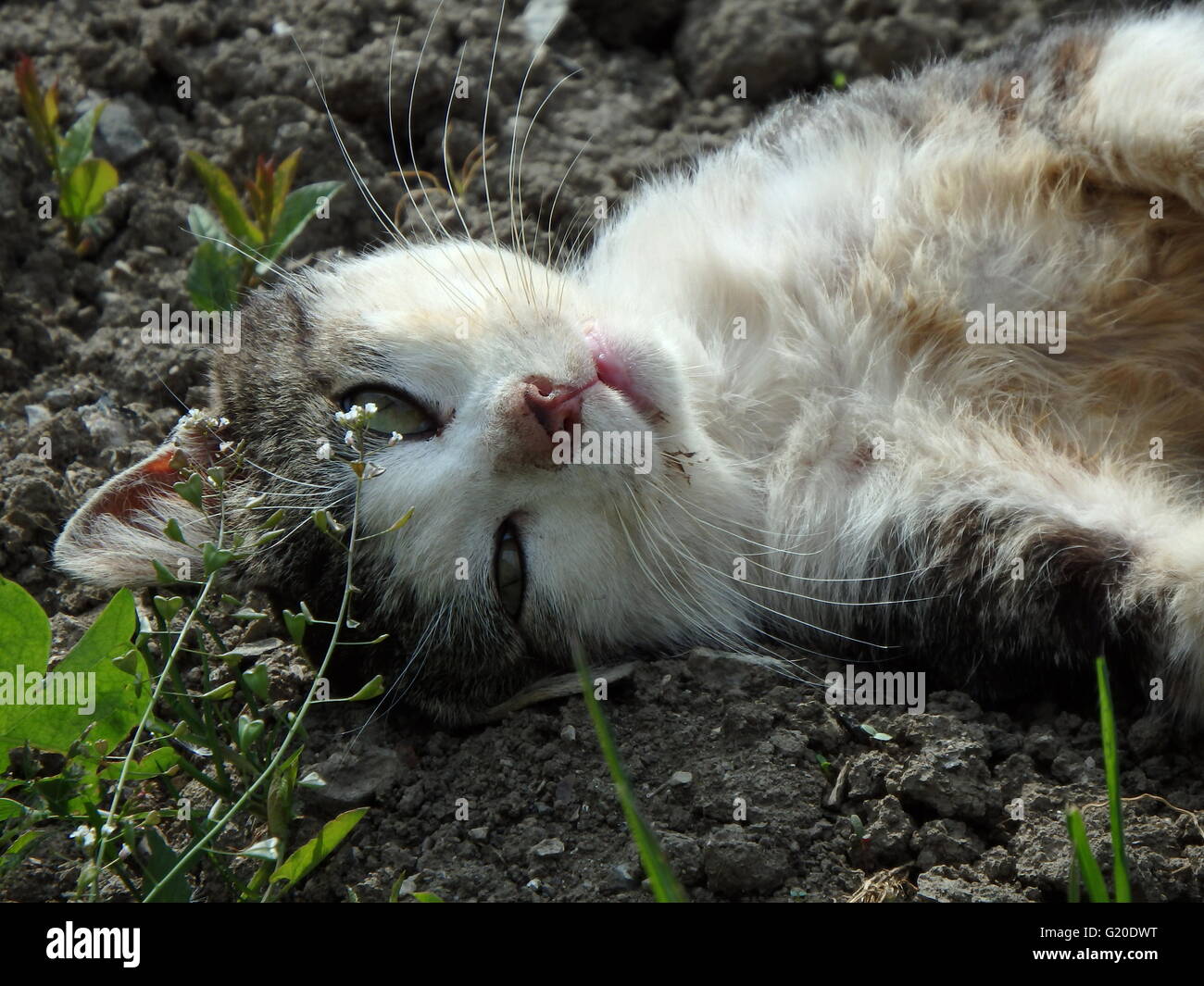 happy cat,cats detail, pet,tomcat Stock Photo - Alamy