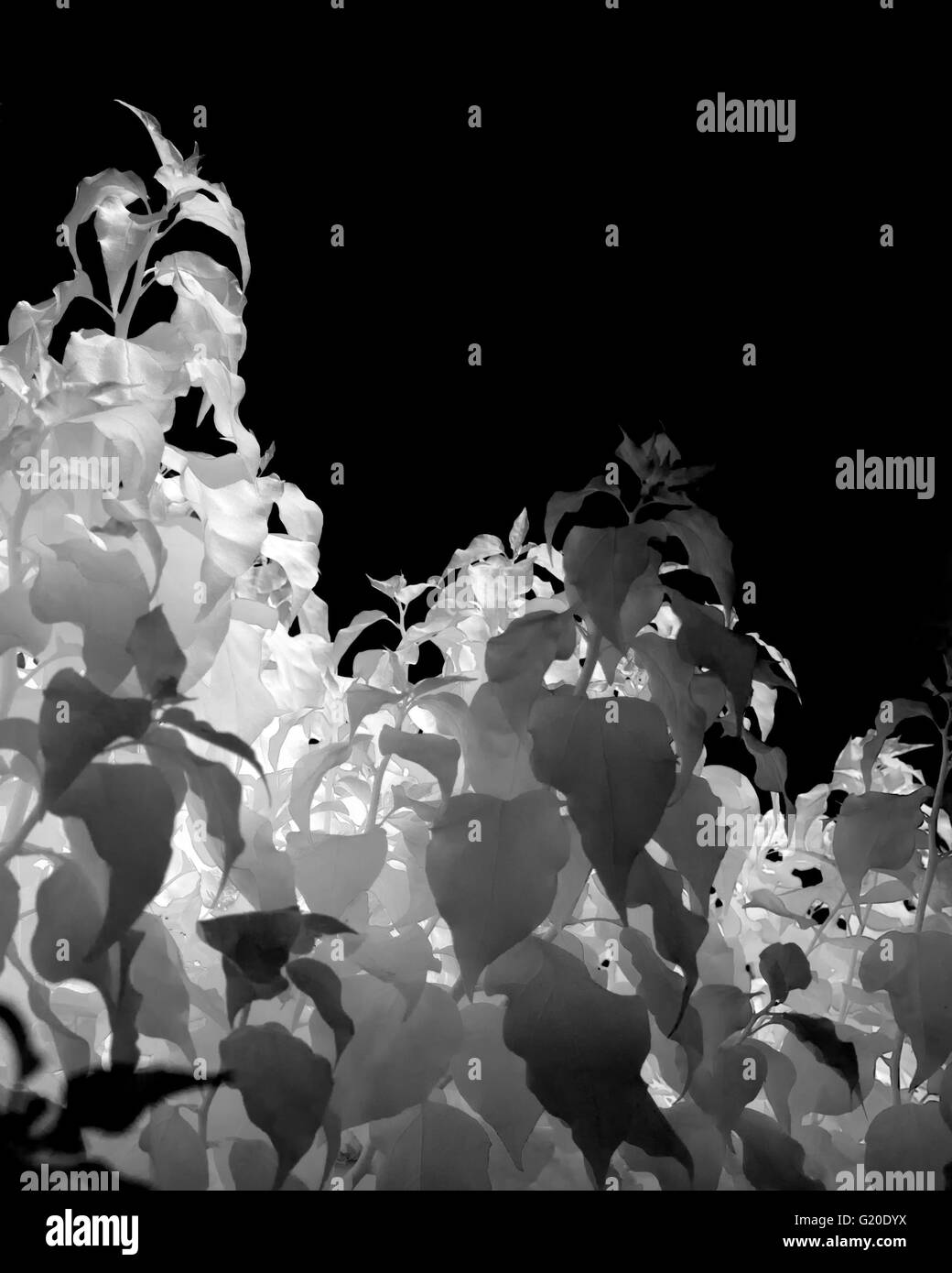 Infrared monochrome image of white leaves and black sky Stock Photo - Alamy