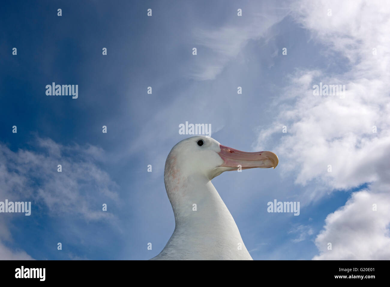 Wandering Albatross Diomeda exulans Albatross Island South Georgia ...