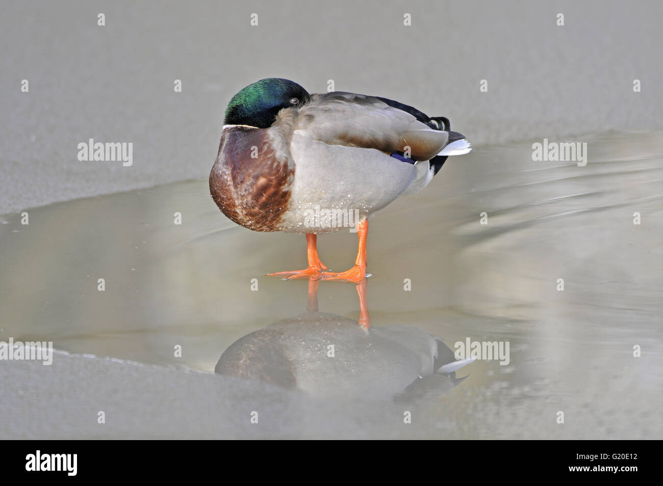drake standing on ice sleeping, but keeping an eye open for predators ...