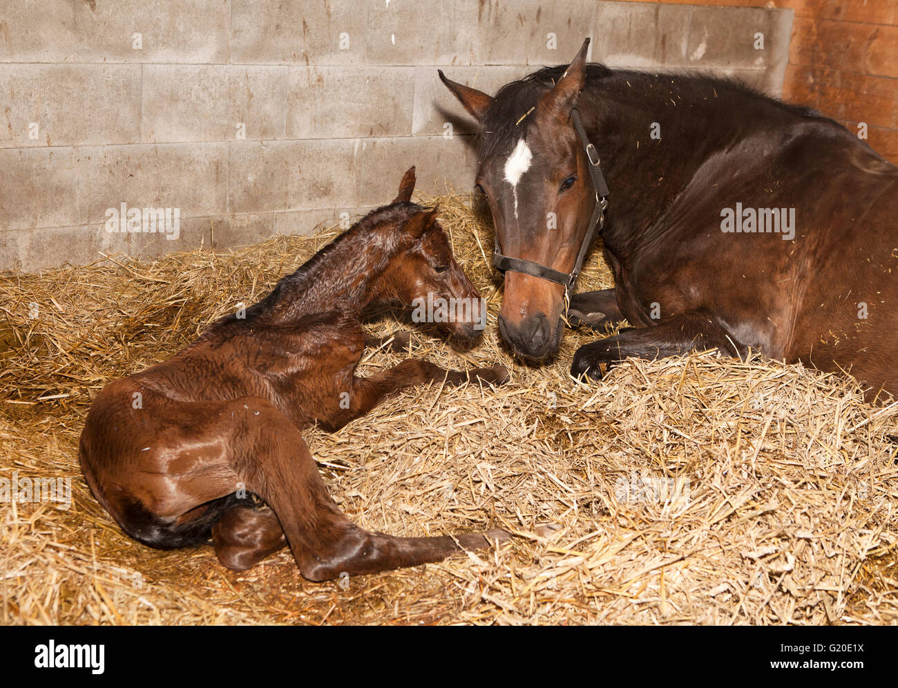 a brown mare shortly after birth with her foal in a horse box Stock ...