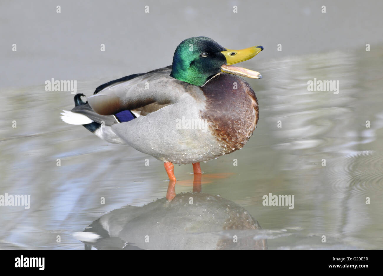Mallard drake quacking hi-res stock photography and images - Alamy
