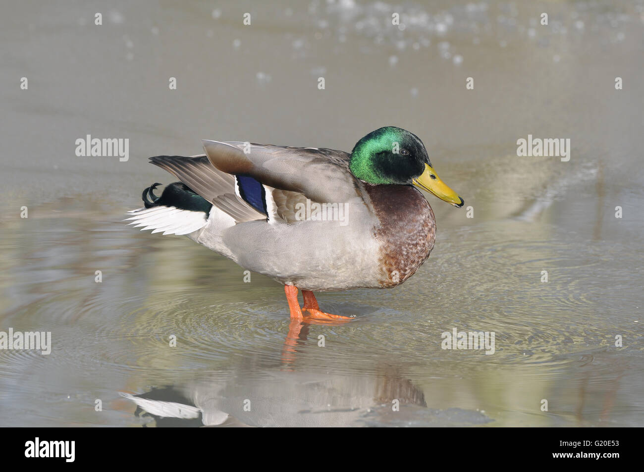 Drake standing on hi-res stock photography and images - Alamy