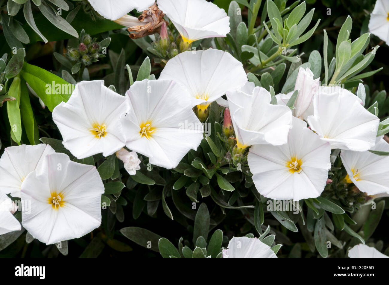 Convolvulus cneorum or silverbush Stock Photo - Alamy