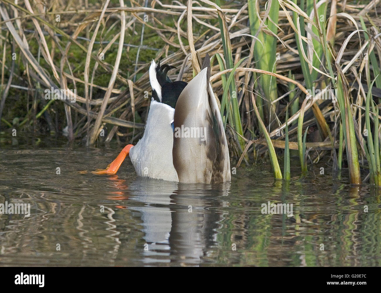 Upending duck hi-res stock photography and images - Alamy