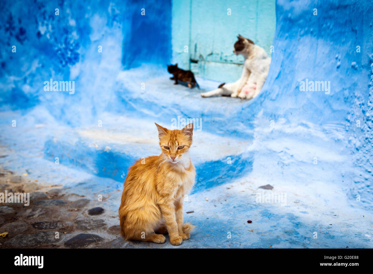 Cats in the town of Chefchaouen, in Morocco Stock Photo - Alamy