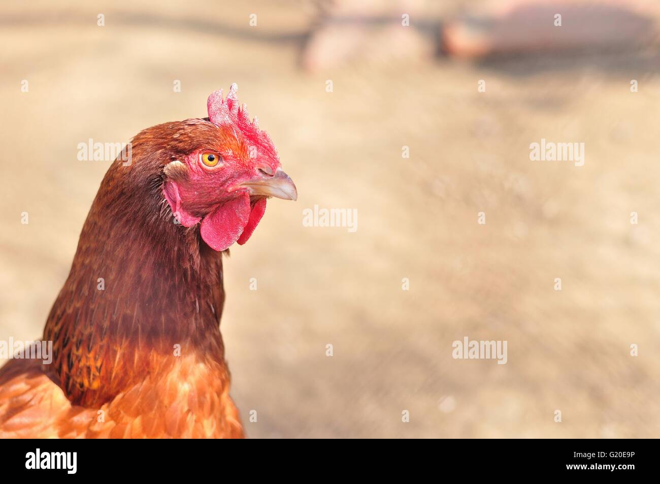 Hen and rooster side by side hi-res stock photography and images - Alamy