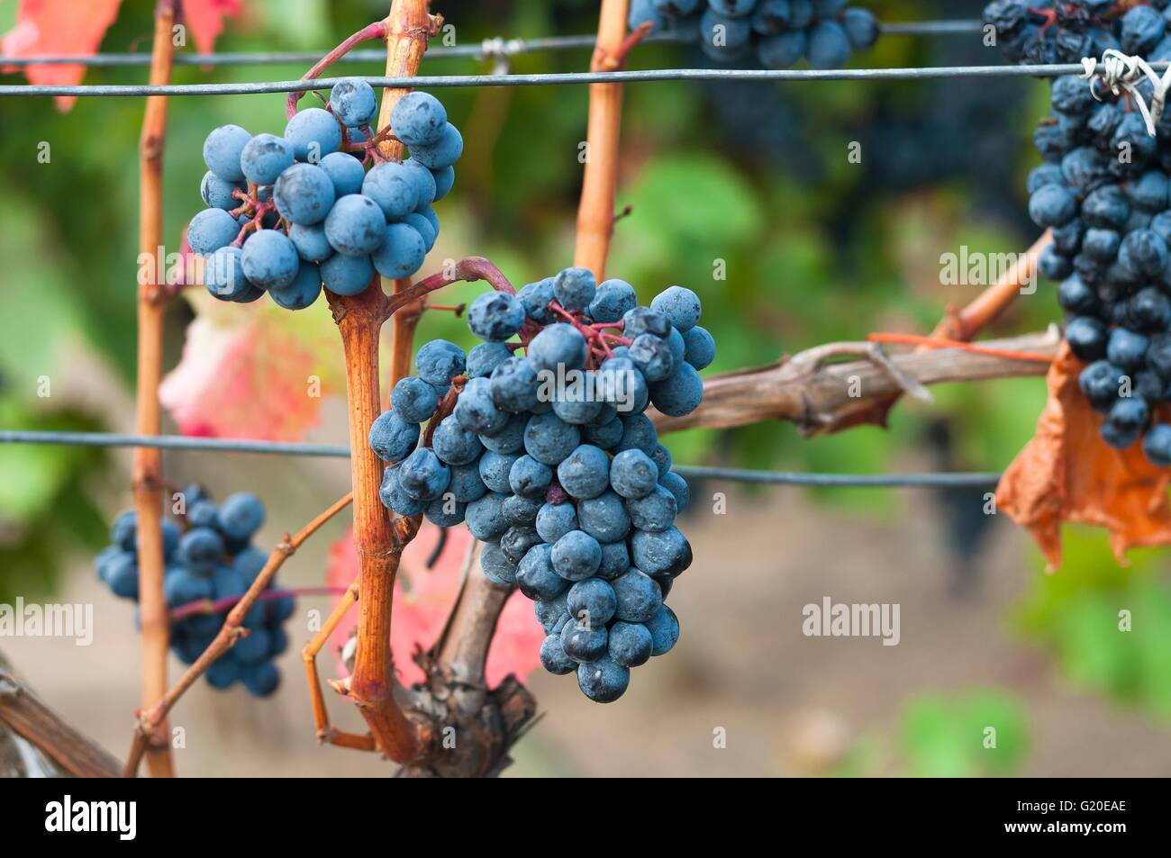 Bunch of red wine grape Bibor kadarka (Purple kadarka) in vineyard ...