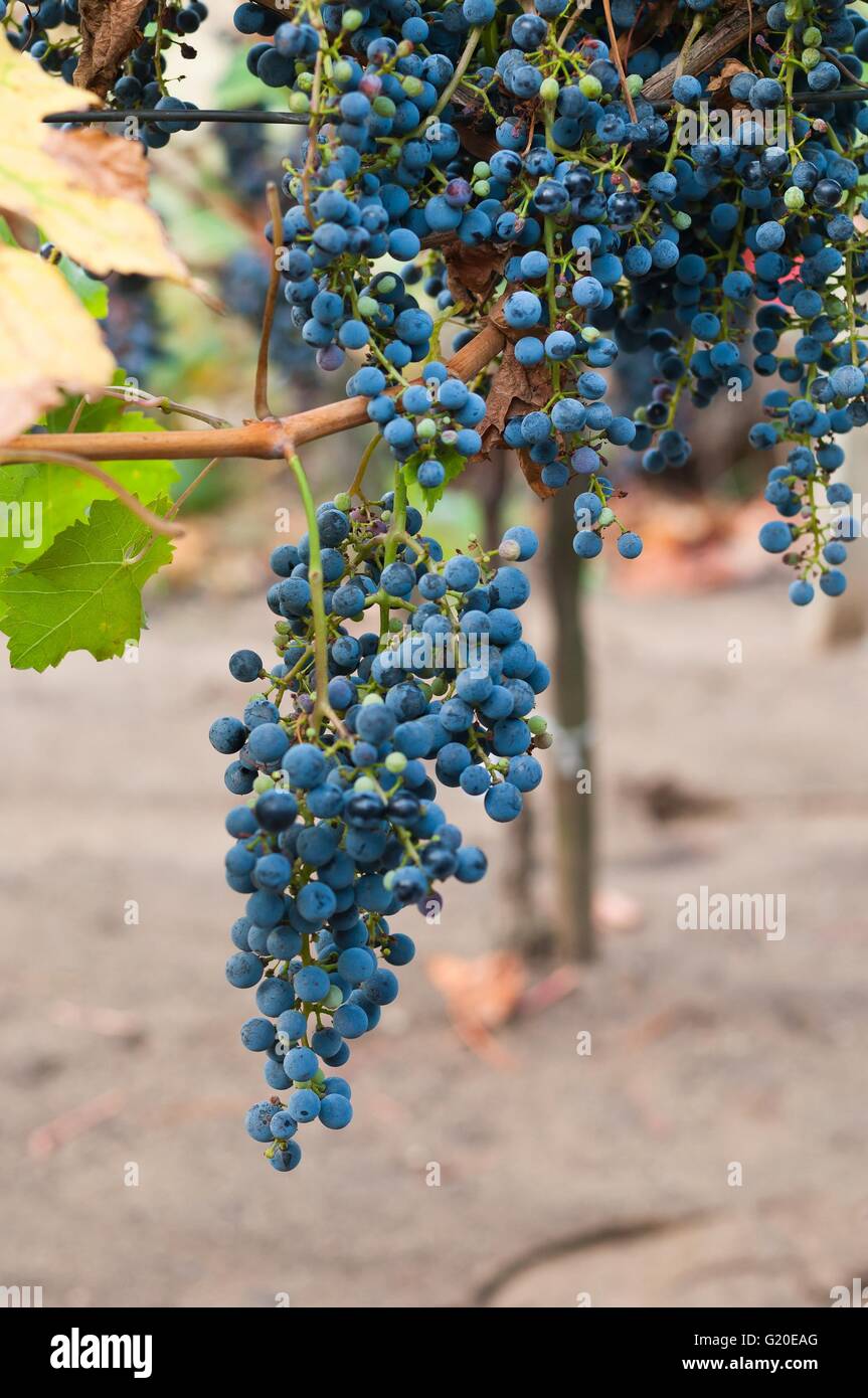 Bunch of red wine grape Cabernet Sauvignon in vineyard ready to harvest ...