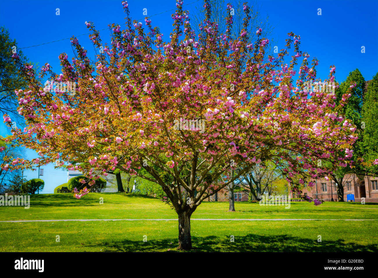A single cherry blossom tree blooming in the spring on the grounds of ...