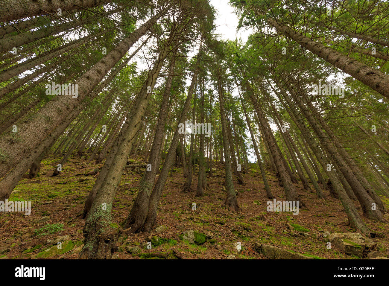 Trees in the forest Stock Photo - Alamy