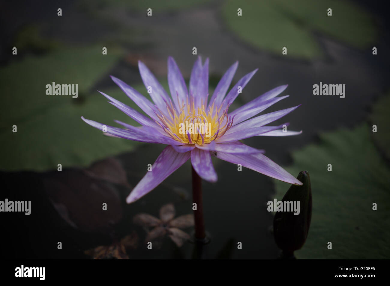 High Angle View Of Yellow Pollen inside Lotus Flower Blooming In Lake ...
