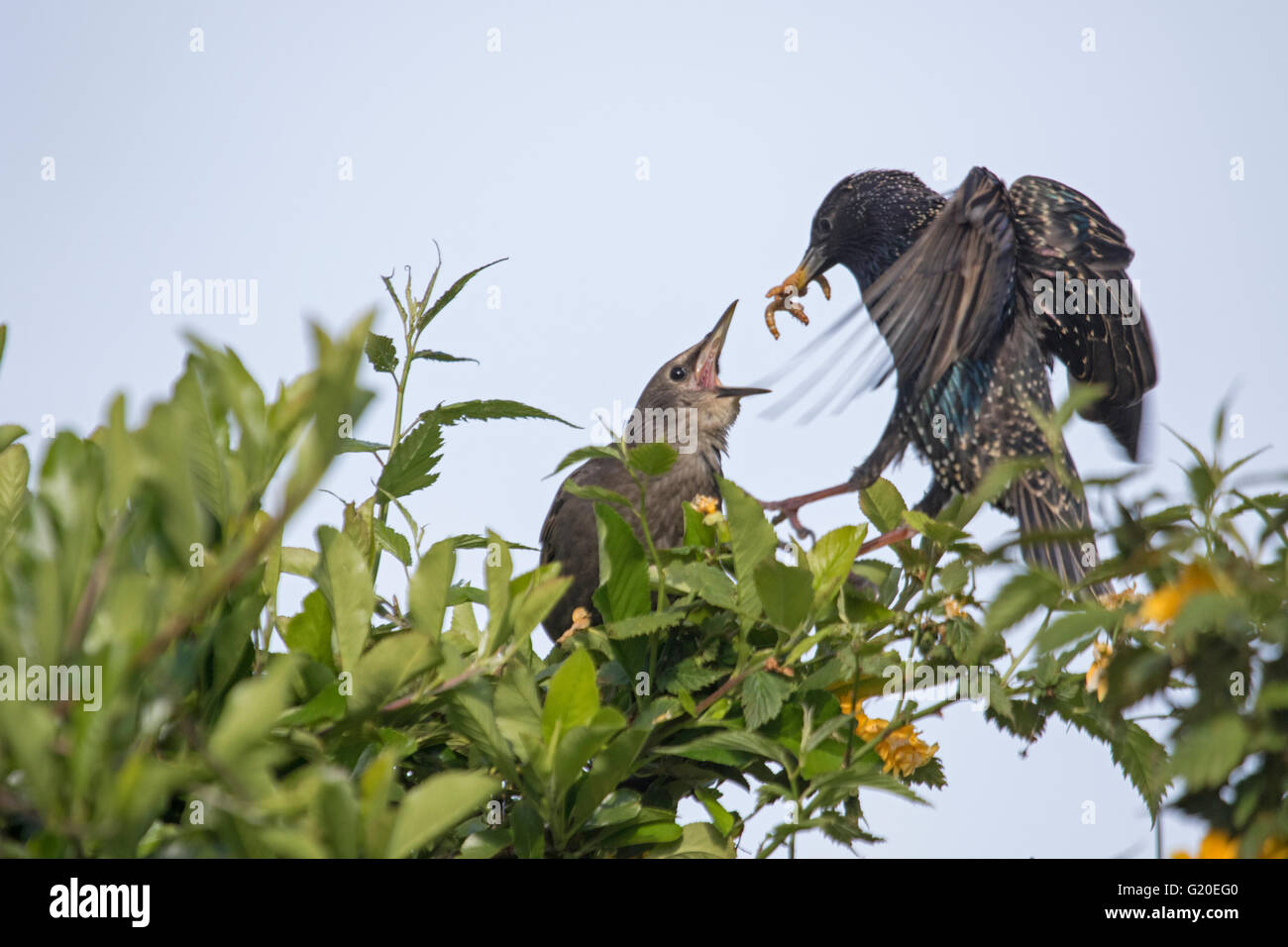 European Starling (Sturnidae) feeding a juvenile with meal worms in a ...