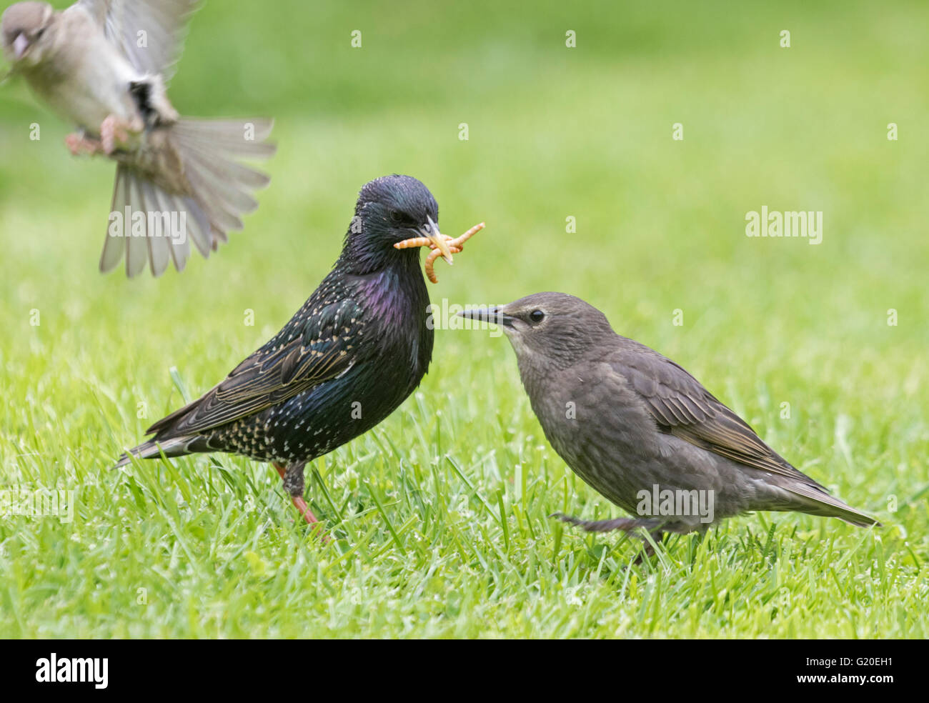 European Starling (Sturnidae) feeding a juvenile with meal worms in a ...