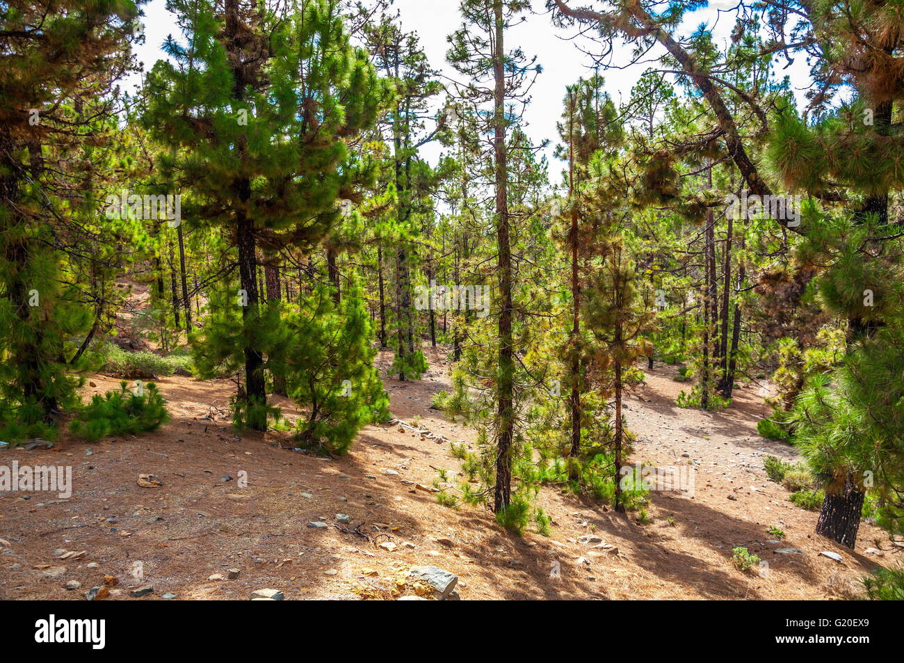 Canarian pines, pinus canariensis in the Corona Forestal Nature Park ...