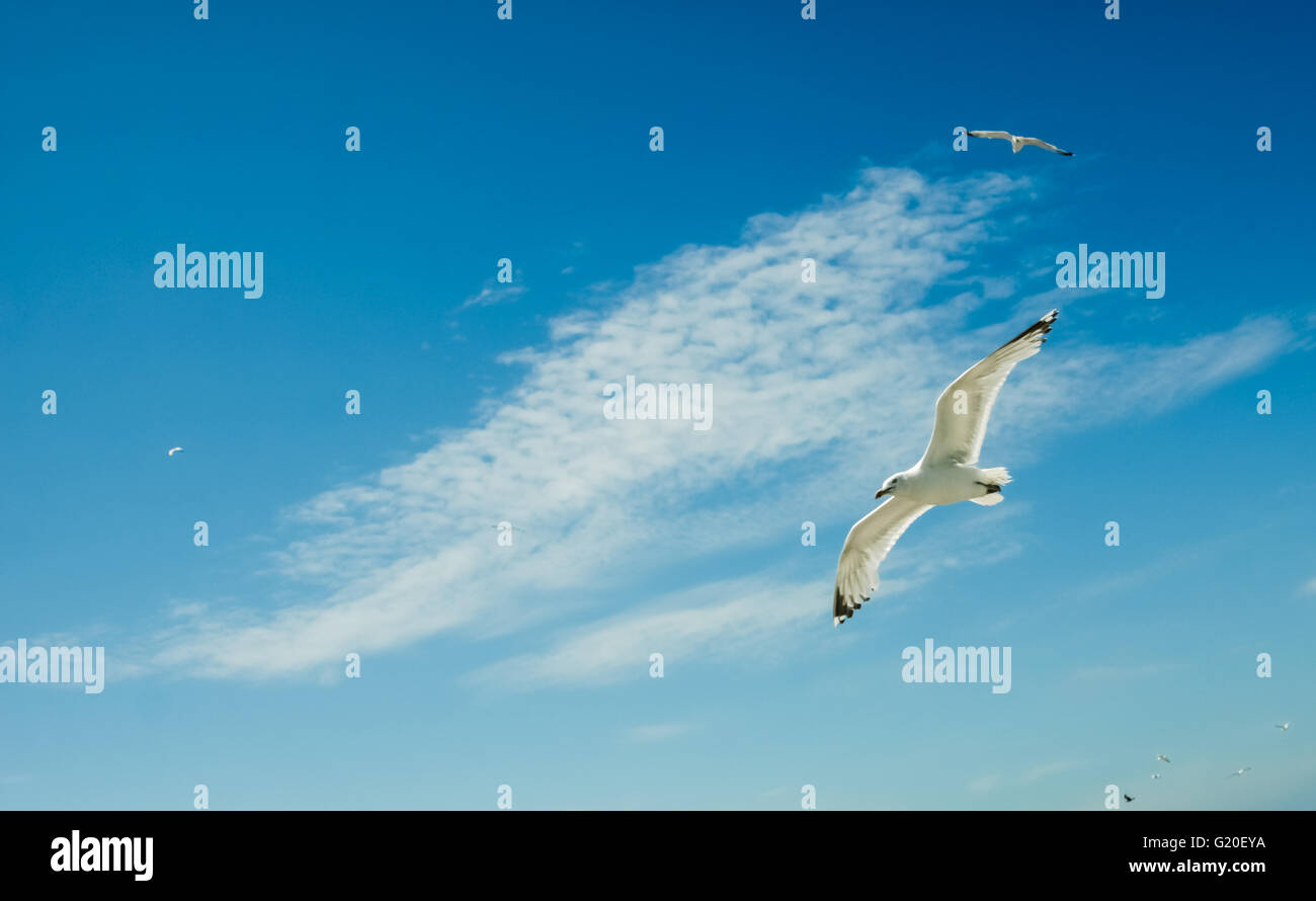 Birds flying away sun hi-res stock photography and images - Alamy