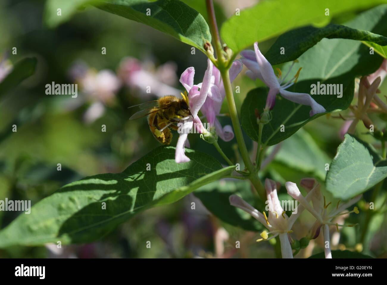 A bee harvesting pollen from a flower Stock Photo - Alamy