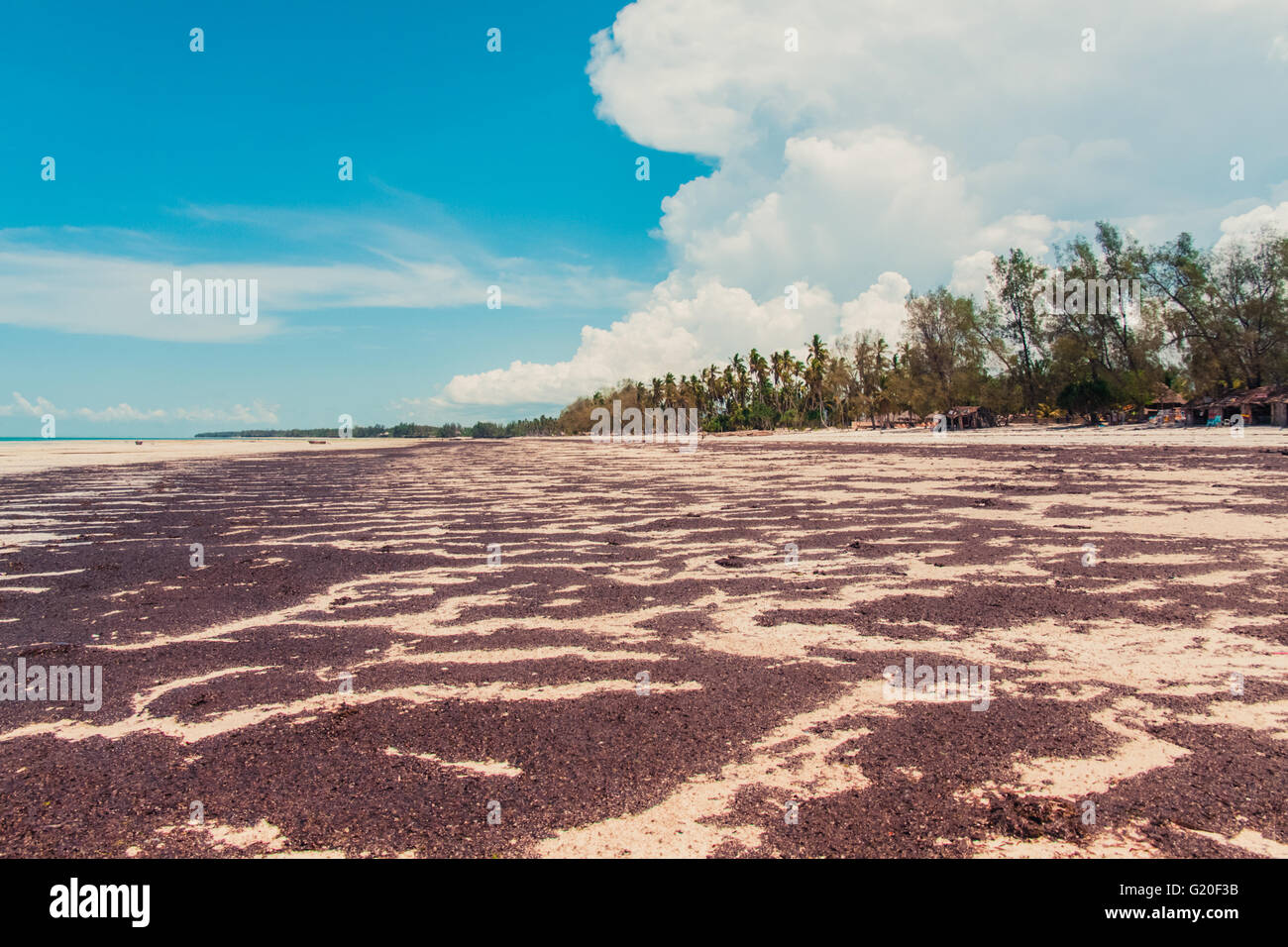 Dry beach in Zanzibar Stock Photo - Alamy