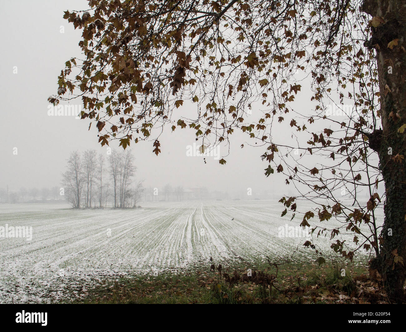 Cold landscape with tree Stock Photo - Alamy