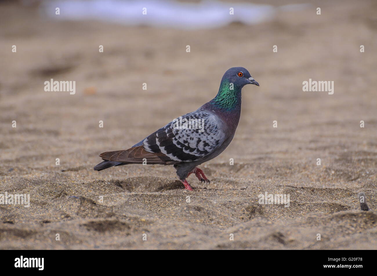 Gray dove walking on the beach near the sea Stock Photo - Alamy