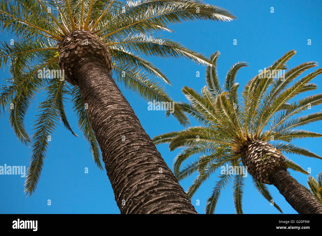 Palm trees under blue sky Stock Photo - Alamy Palm trees under blue sky Stock Photo - Alamy