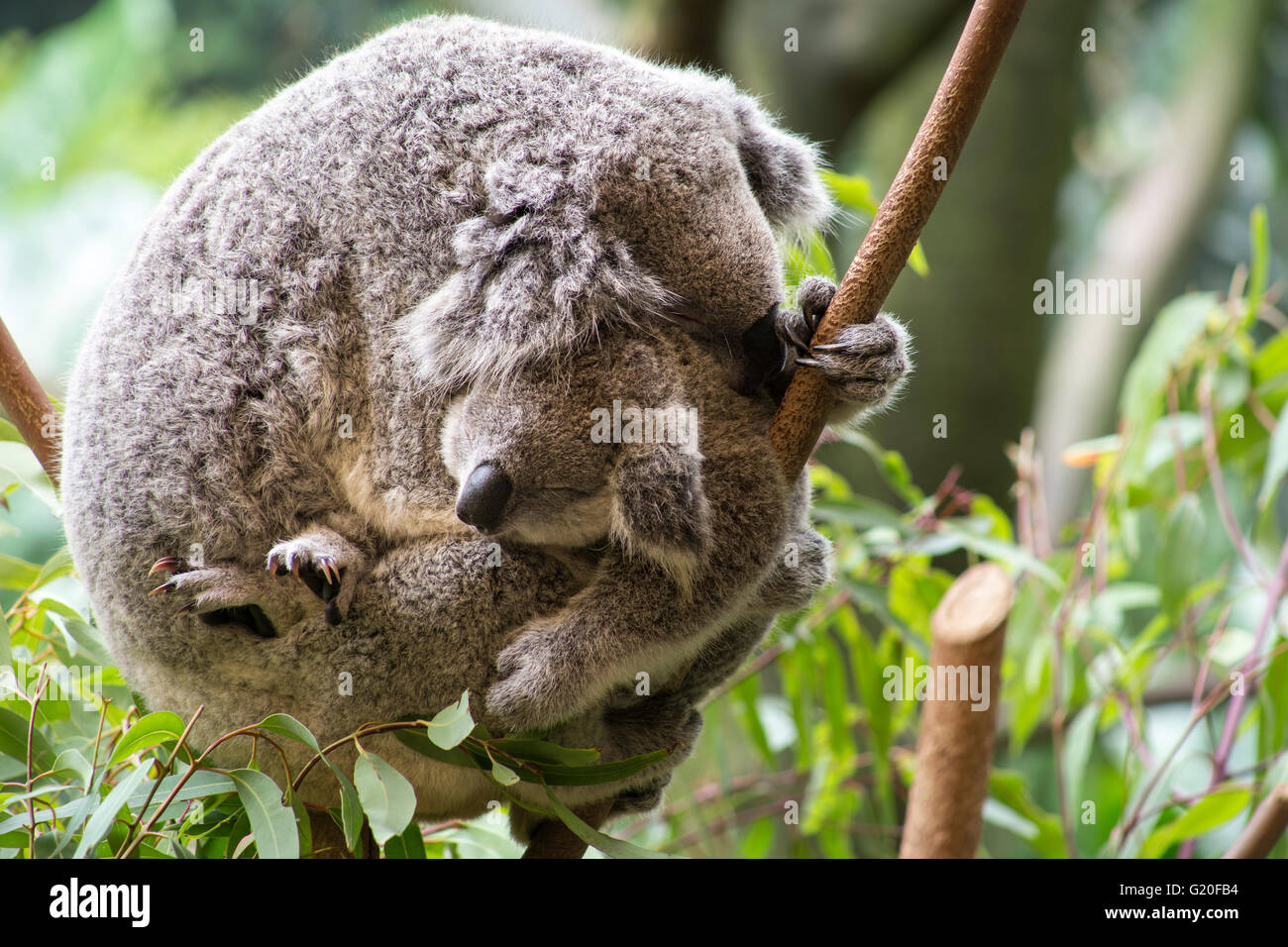Bear cuddling hi-res stock photography and images - Alamy