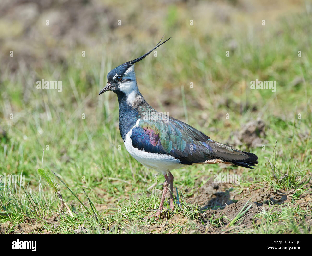 Lapwing in grass hi-res stock photography and images - Alamy