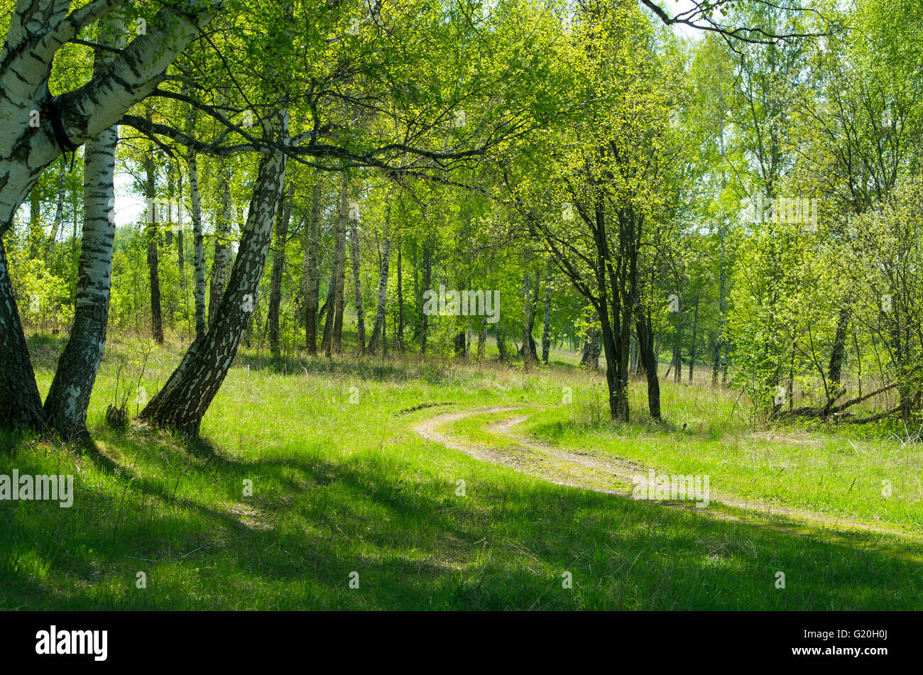 Siberia birch trees hi-res stock photography and images - Alamy