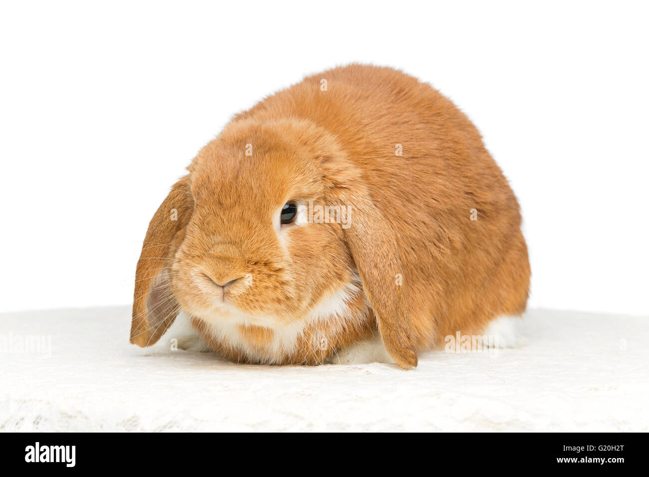 Beautiful domestic rabbit Stock Photo - Alamy