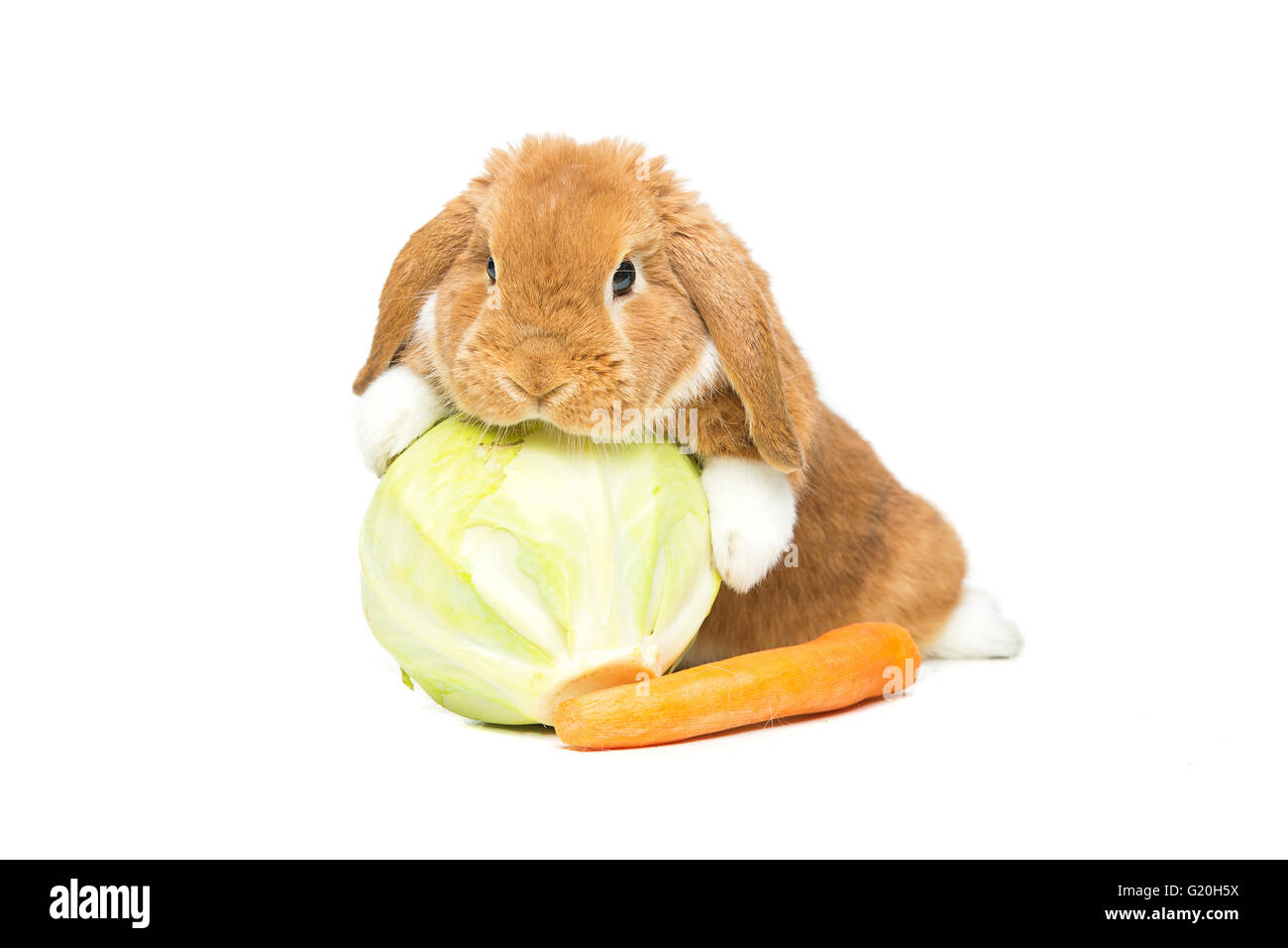 Beautiful domestic rabbit Stock Photo - Alamy