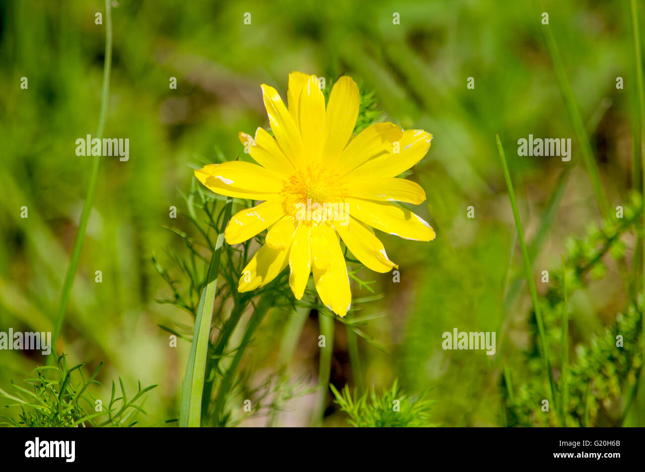 Adonis flowers hi-res stock photography and images - Alamy
