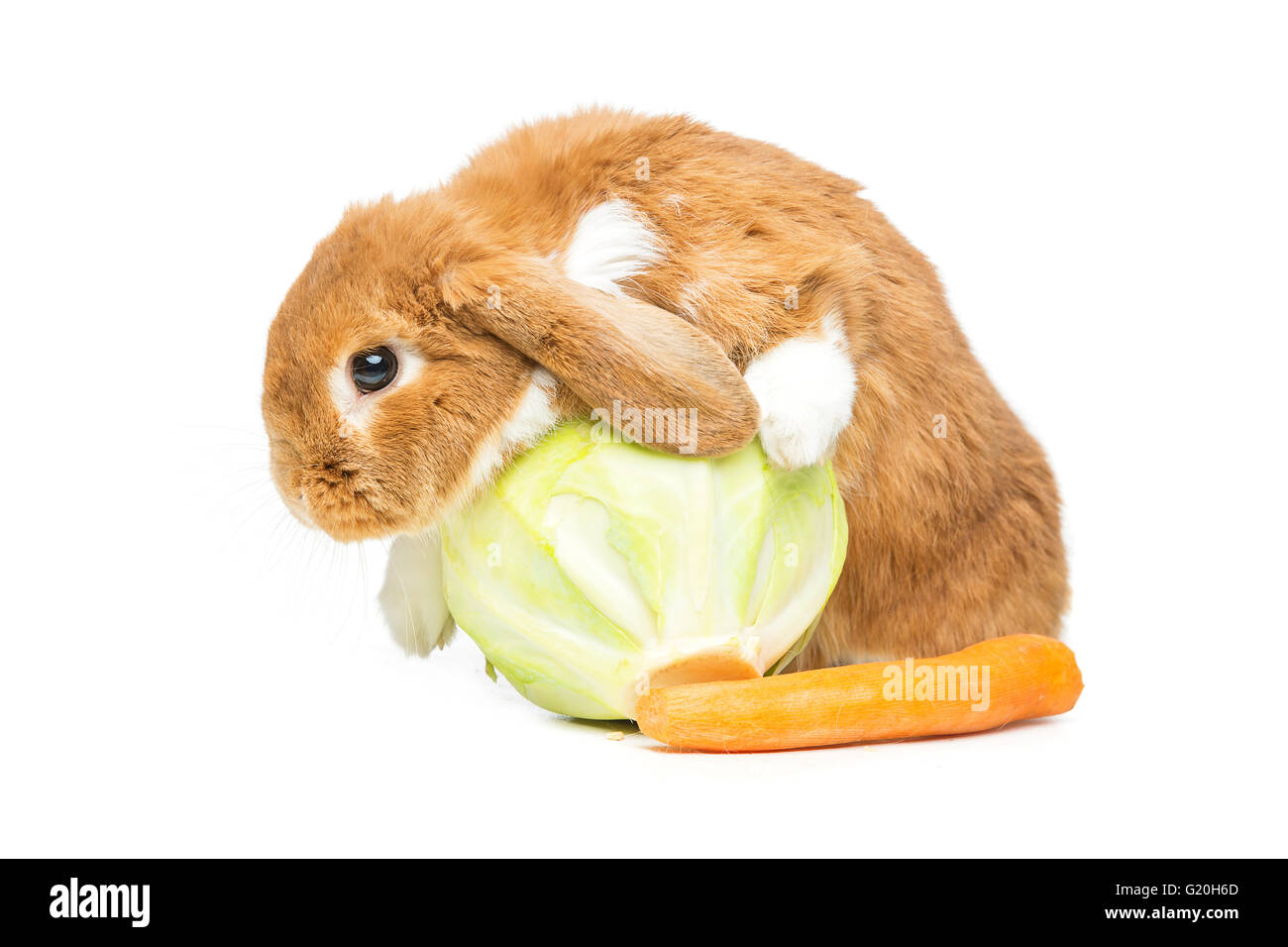 Beautiful domestic rabbit Stock Photo - Alamy