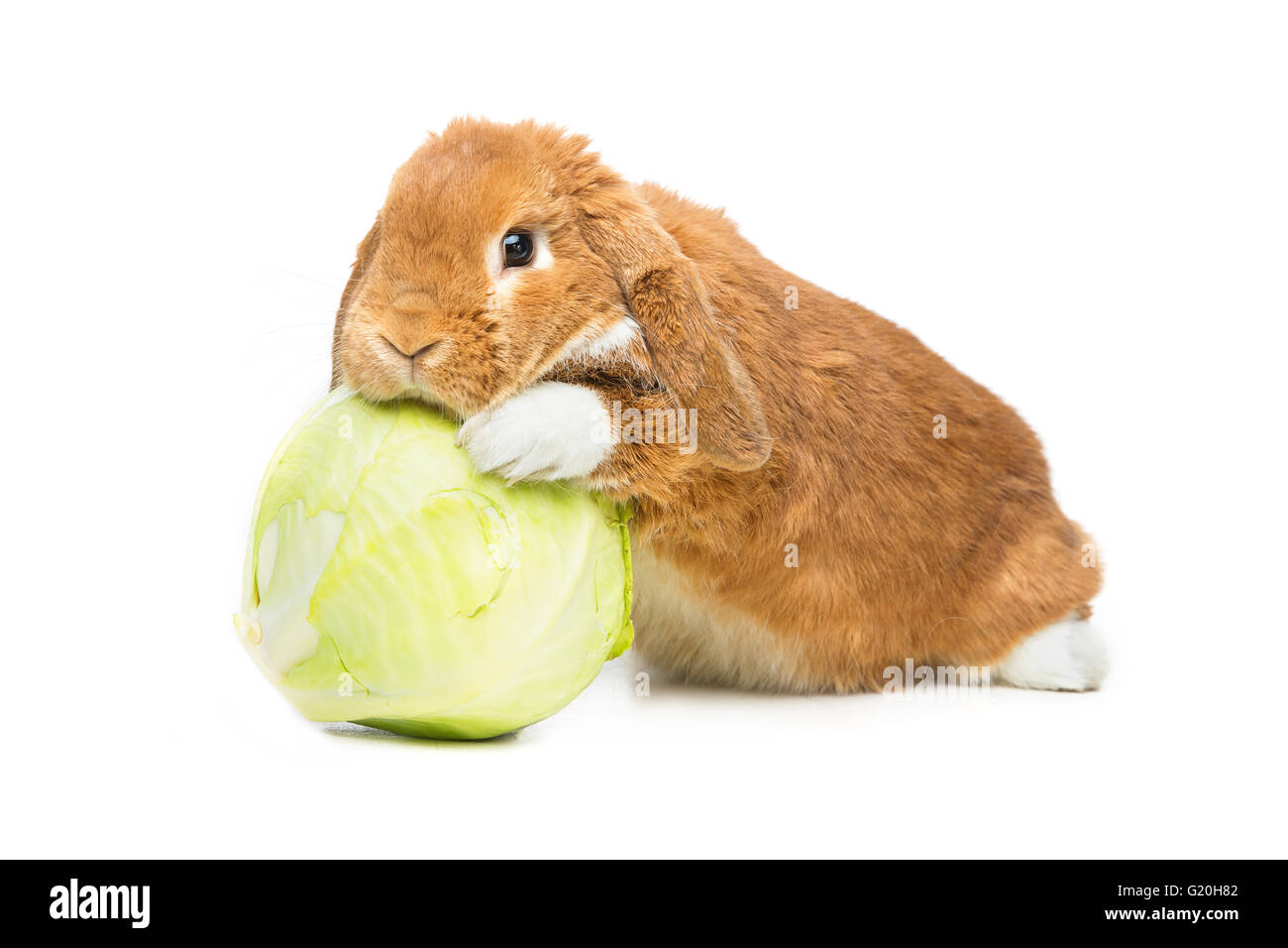 Beautiful domestic rabbit Stock Photo - Alamy