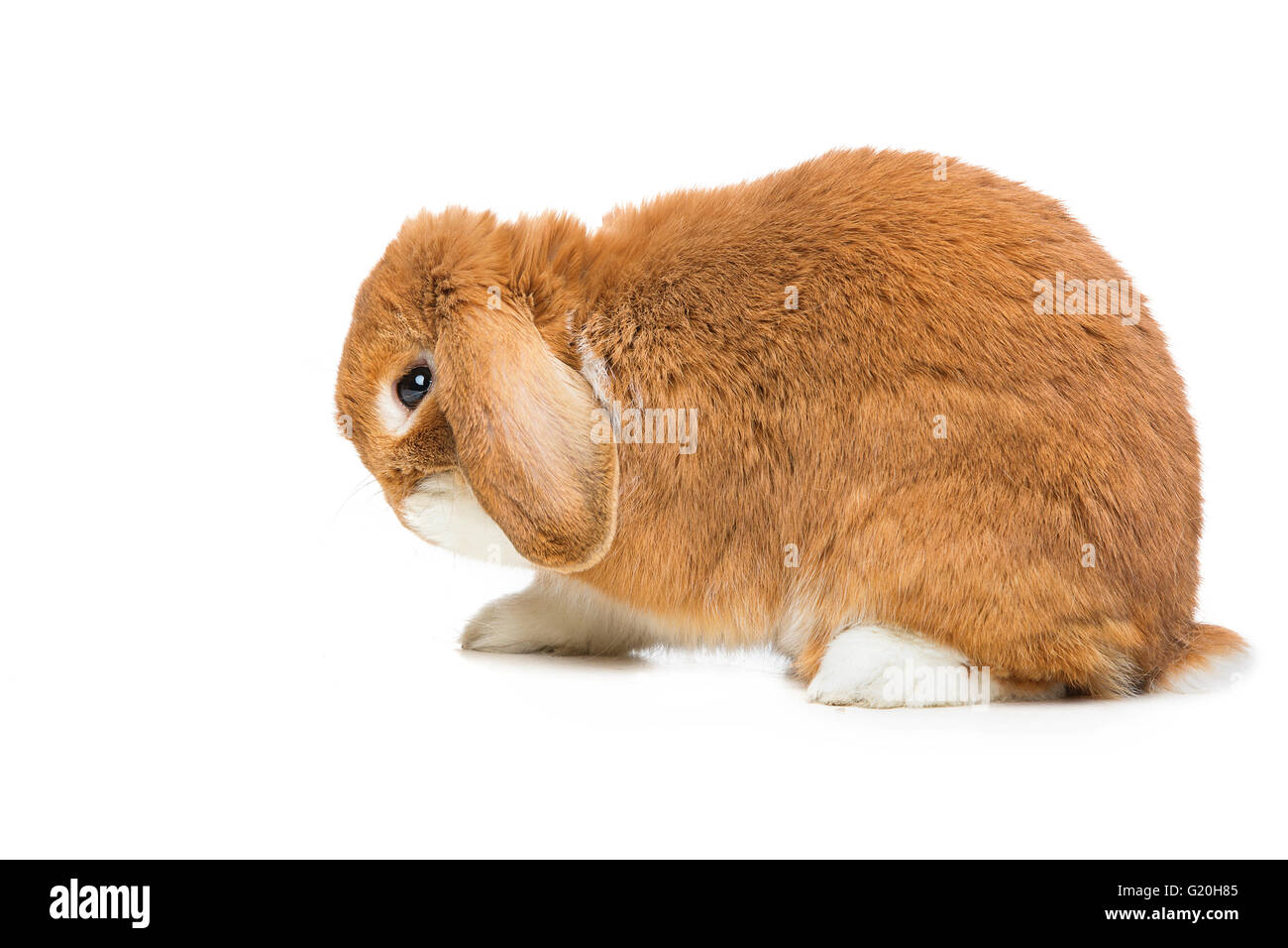 Beautiful domestic rabbit Stock Photo - Alamy