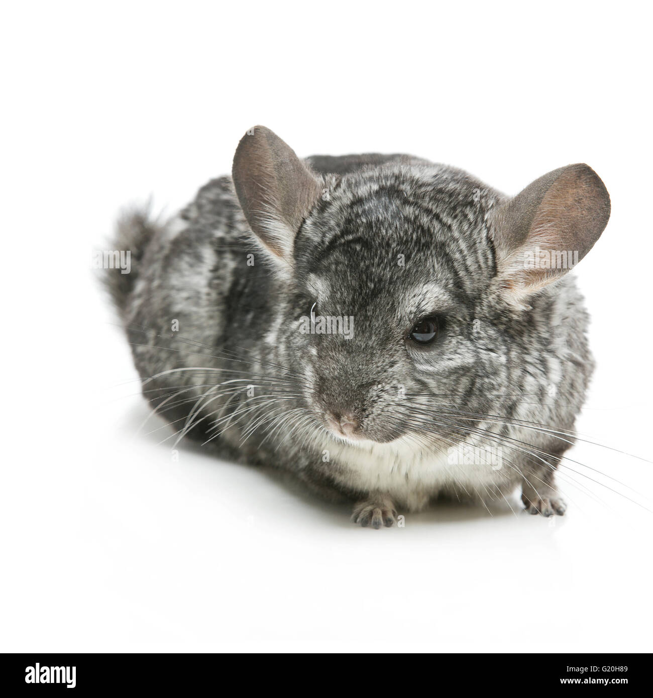 Cute chinchilla isolated over white background Stock Photo - Alamy