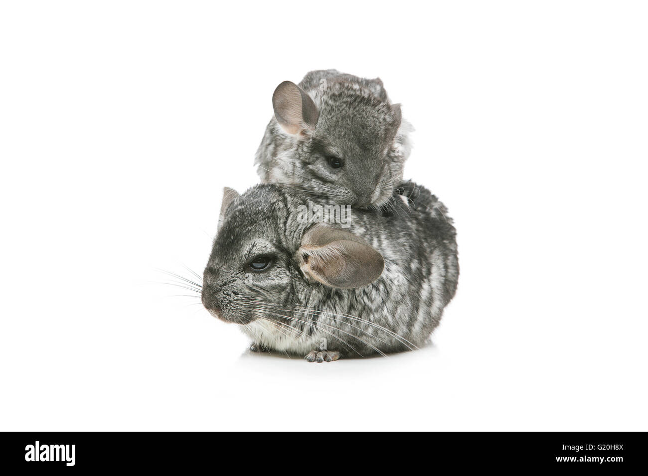 Two chinchillas isolated over white background Stock Photo - Alamy