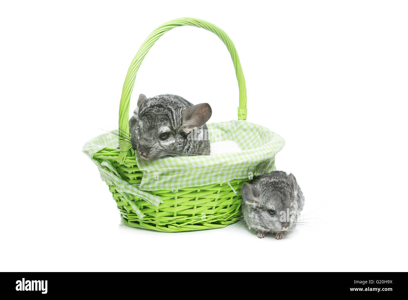 Two chinchillas isolated over white background Stock Photo - Alamy