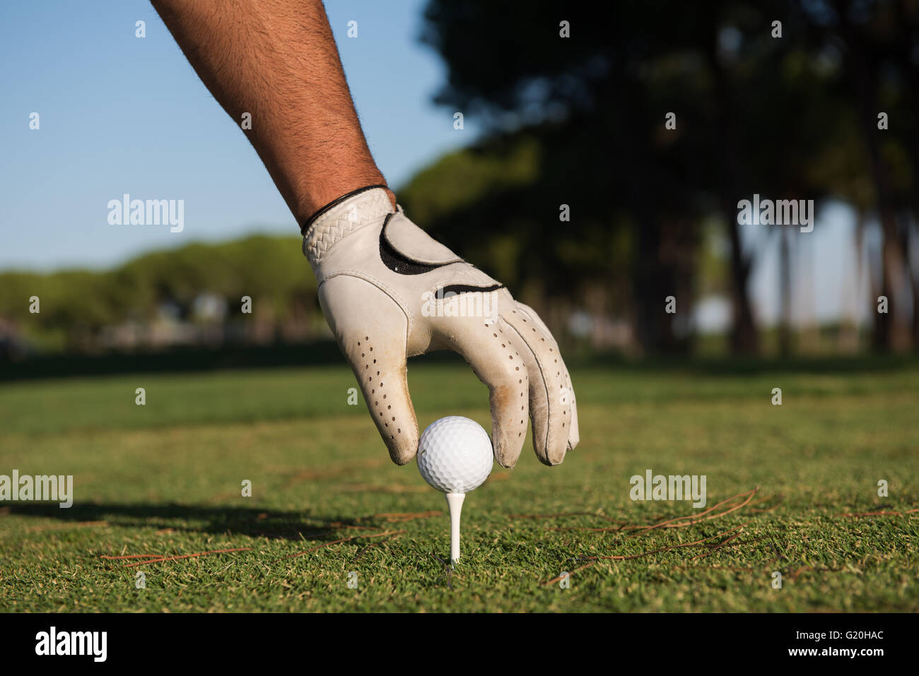 closeup of golf players hand placing ball on tee. beautiful sunrise on ...