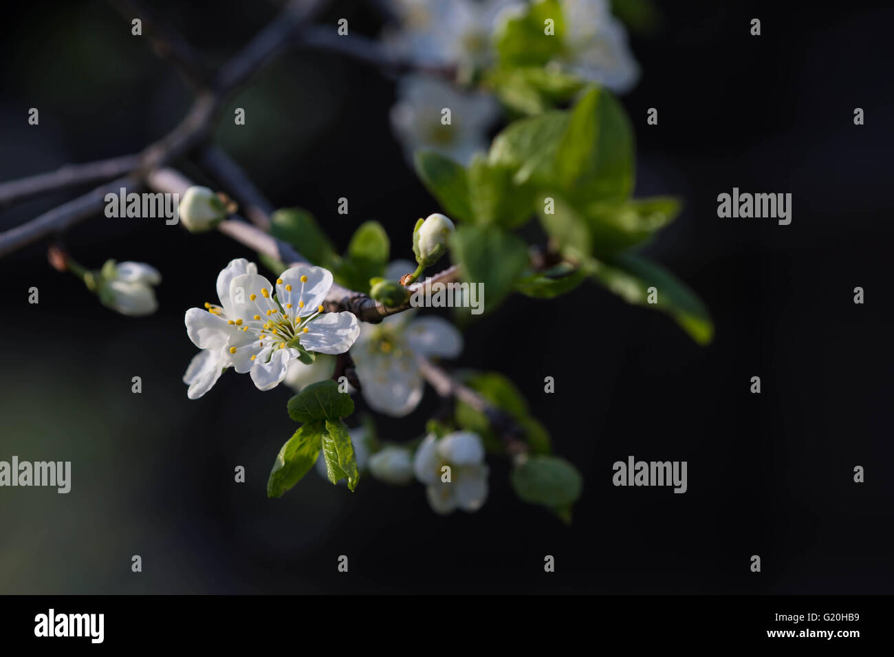 Flower of plum tree on a branch close up Stock Photo - Alamy