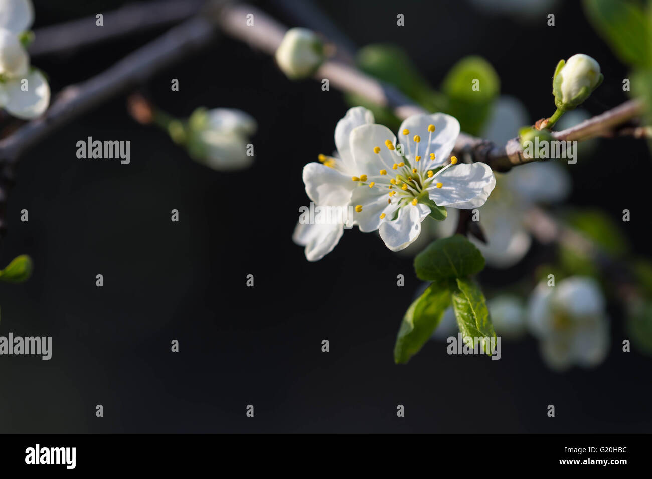 Flower of plum tree on a branch close up Stock Photo - Alamy