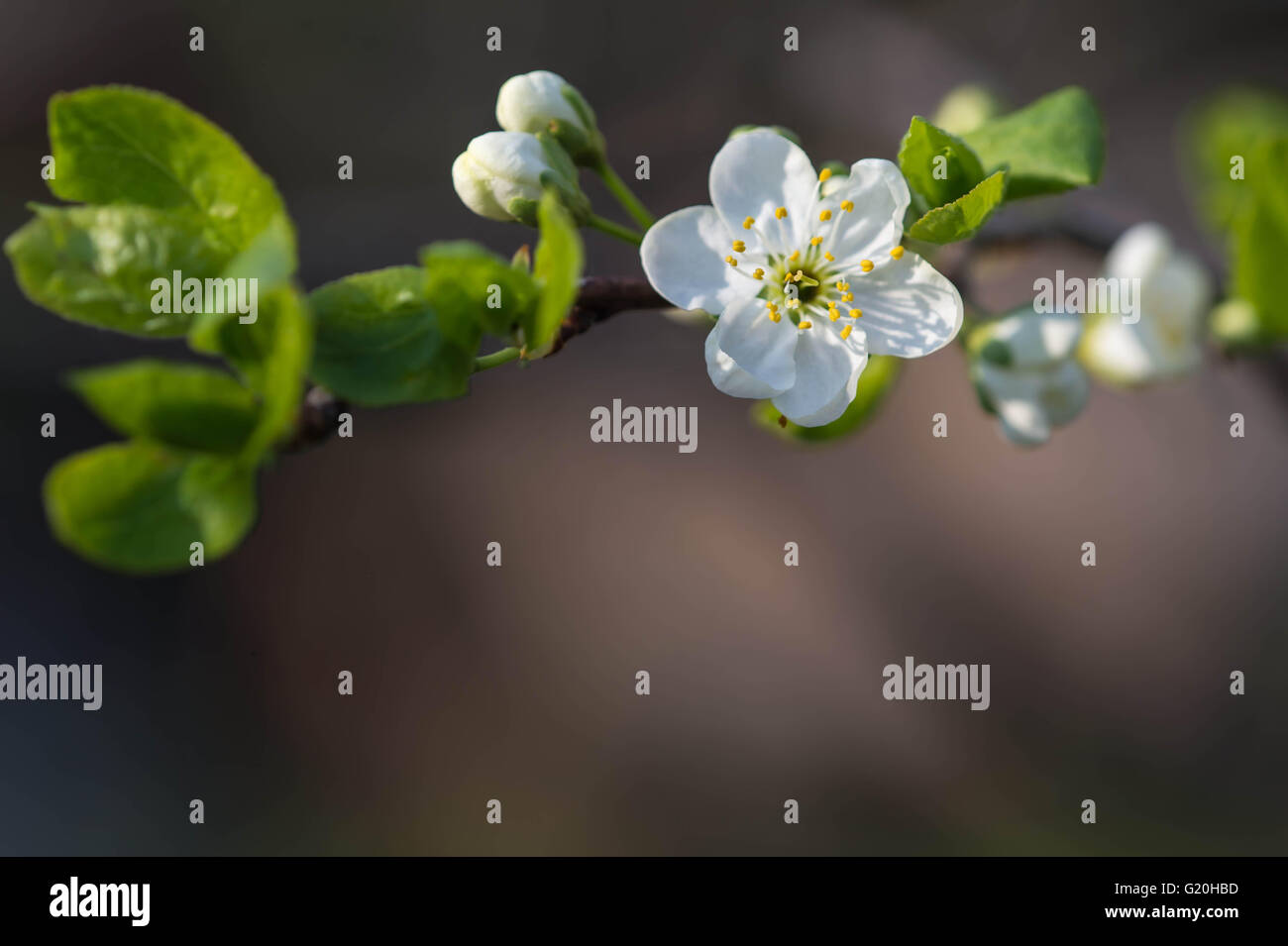 Plum flower tree hi-res stock photography and images - Alamy