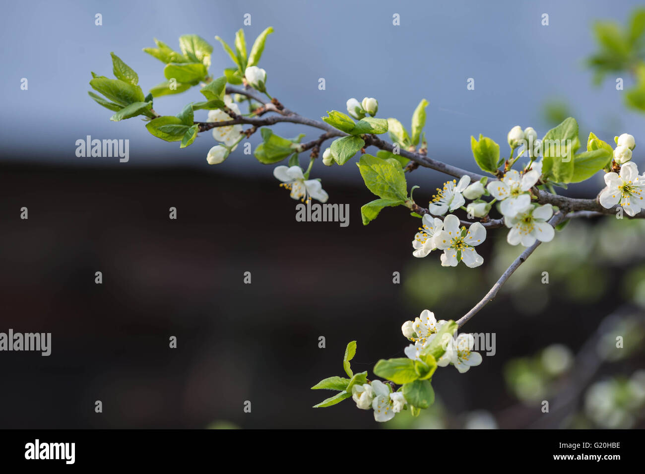The blossoming plum tree in sunny spring day Stock Photo - Alamy