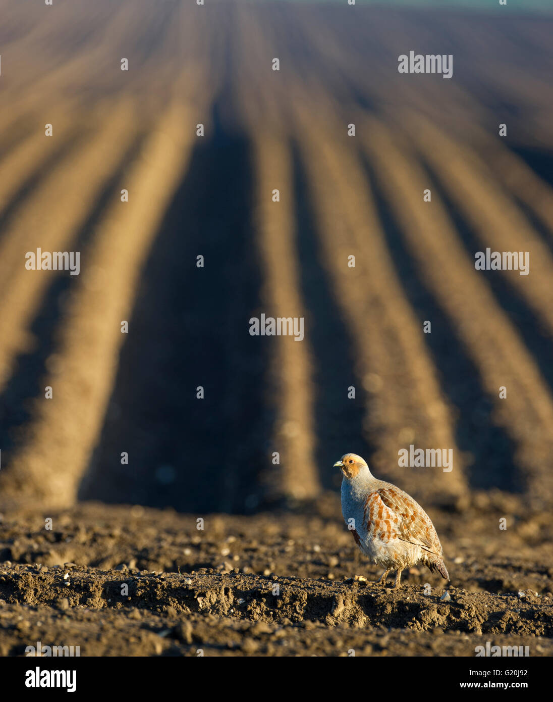 Grey Partridge Perdix perdix male on farmland Norfolk April Stock Photo ...