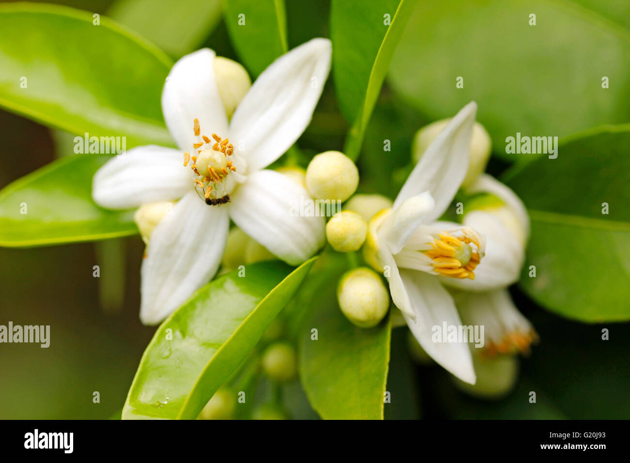 Grapefruit blossom. Citrus x paradisi Stock Photo - Alamy