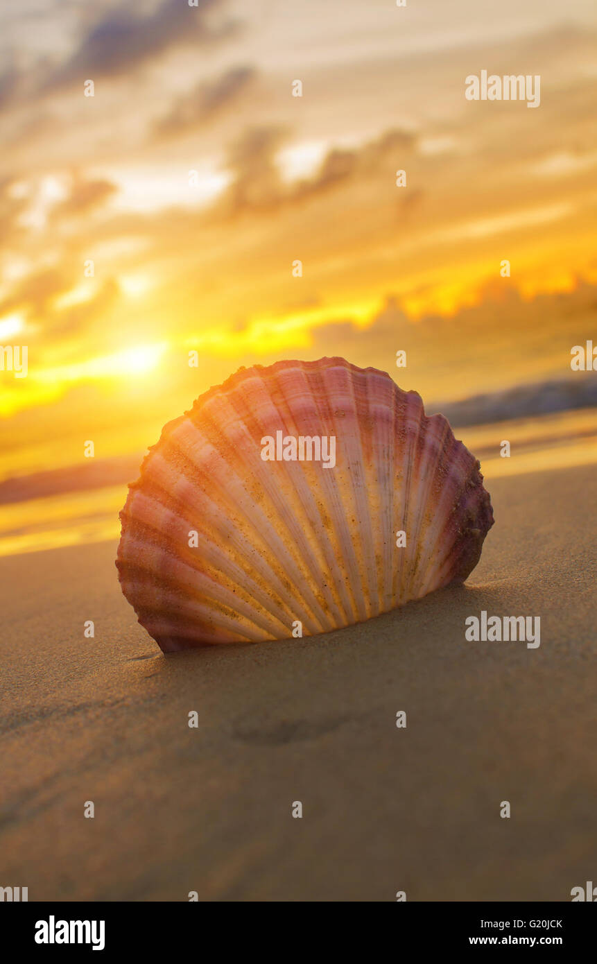 Beautiful beach with sunrise background. Focus on sea shell Stock Photo ...