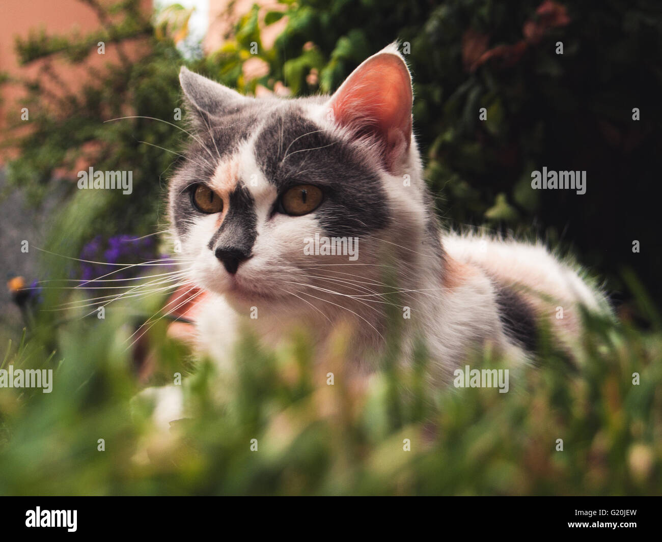 Cat in the garden Stock Photo - Alamy