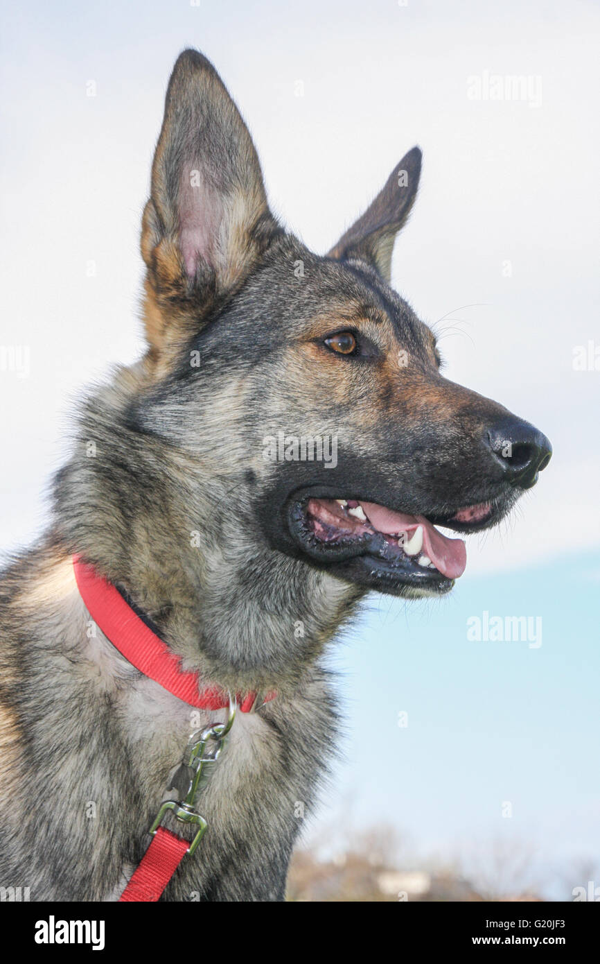 Beautiful wolf dog Stock Photo - Alamy