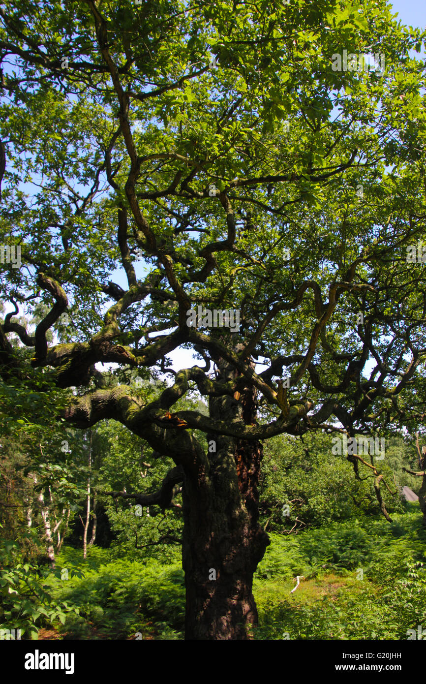 Branches of a tree Stock Photo - Alamy